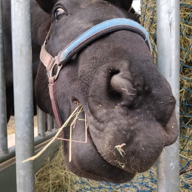 Startseite - Tierschufzhof Ering